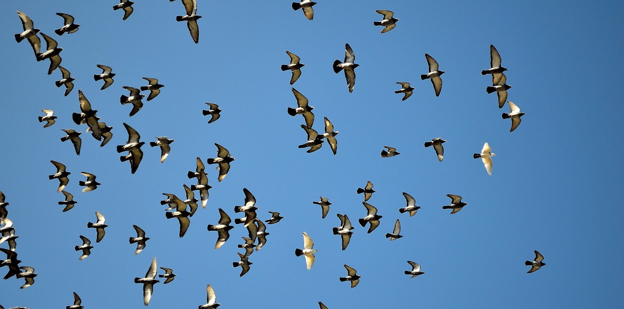 Alimentación Palomas - Mixturas Completas para Palomas de Competición